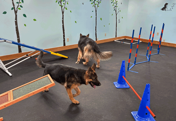 Dog Agility Indoor